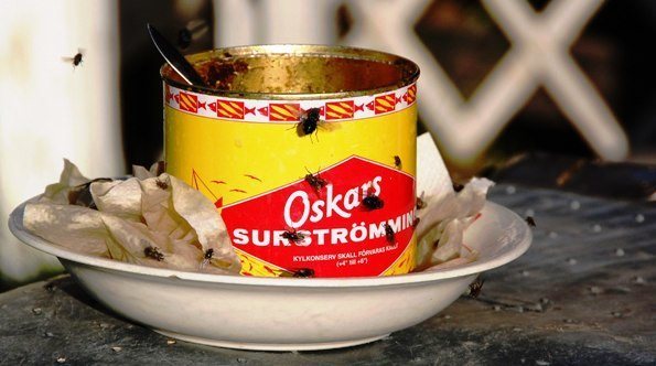 What does surströmming smell and taste like? - Lola Akinmade