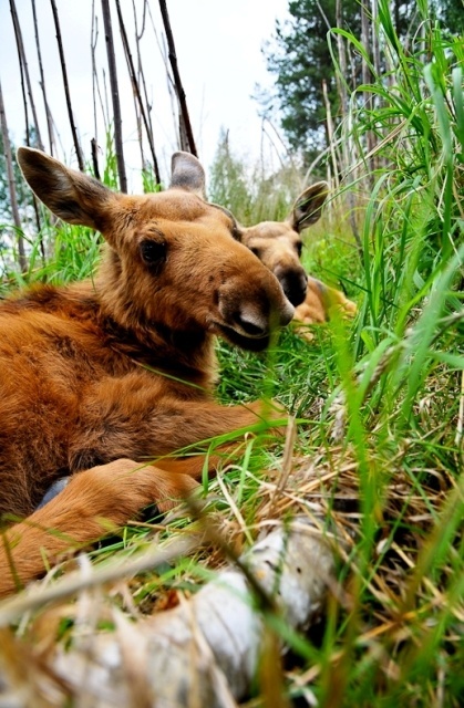 In Pictures: Hanging With Moose - Lola Akinmade