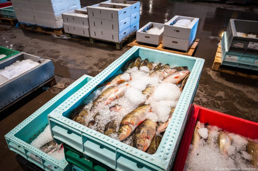 Gothenburg Files: Inside the Fish Auction in Photos - Lola Akinmade