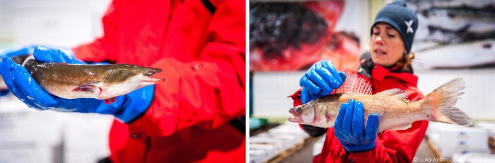 Gothenburg Files: Inside the Fish Auction in Photos - Lola Akinmade