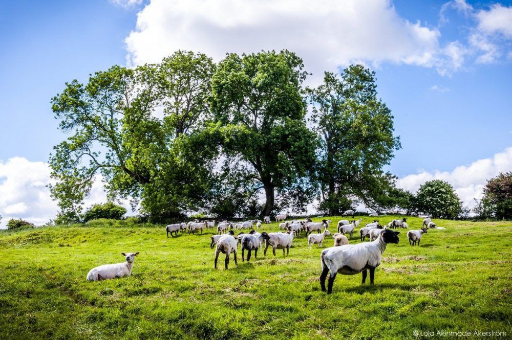 Jerpoint Park: The Farmer Who Inherited a Kingdom
