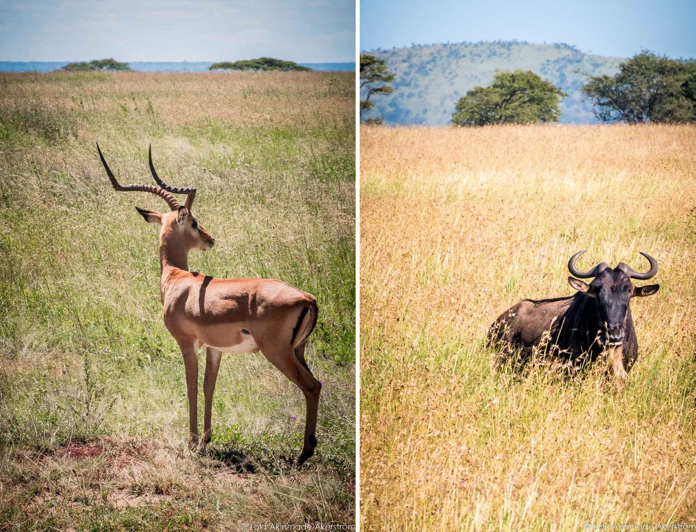 Photos + Video: My Ultimate Serengeti Safari Experience with Four ...